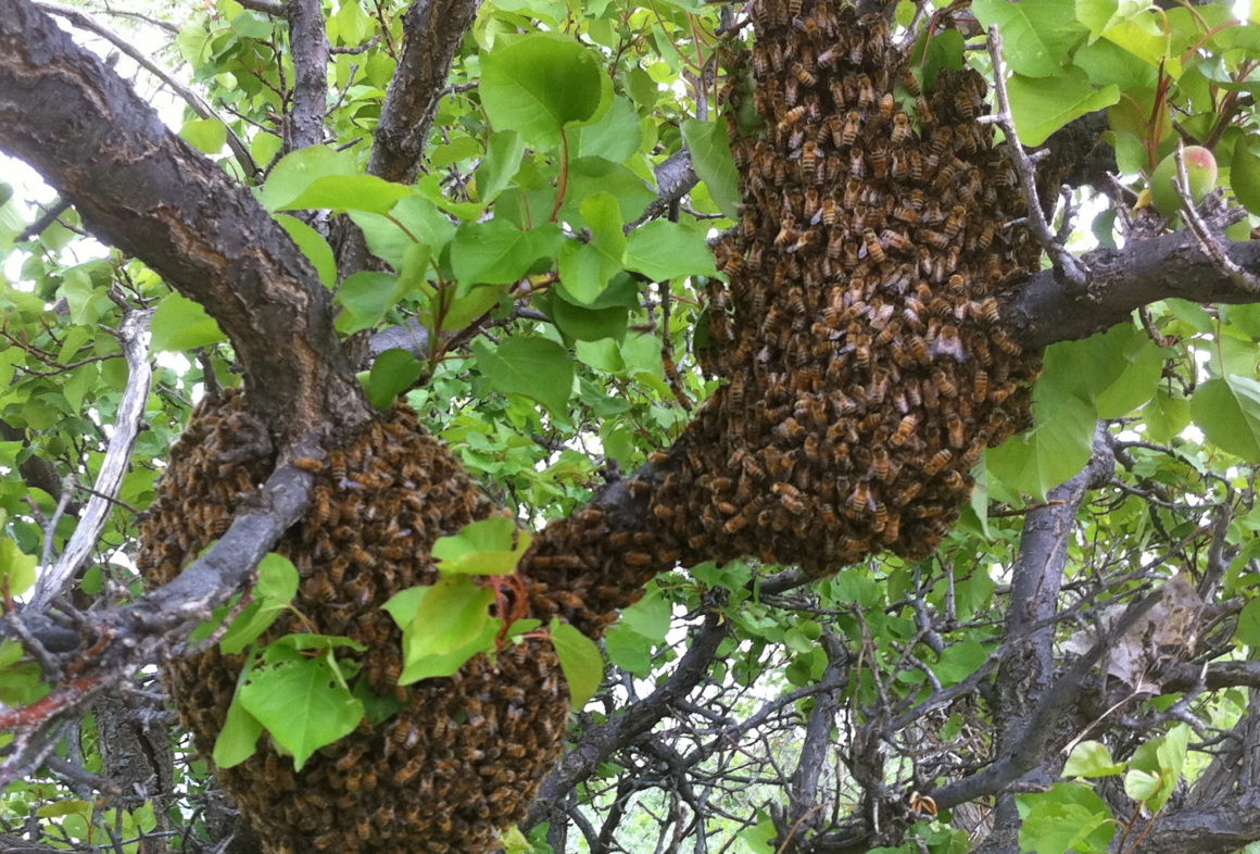 PROPOLIS GOLD - QualityLab